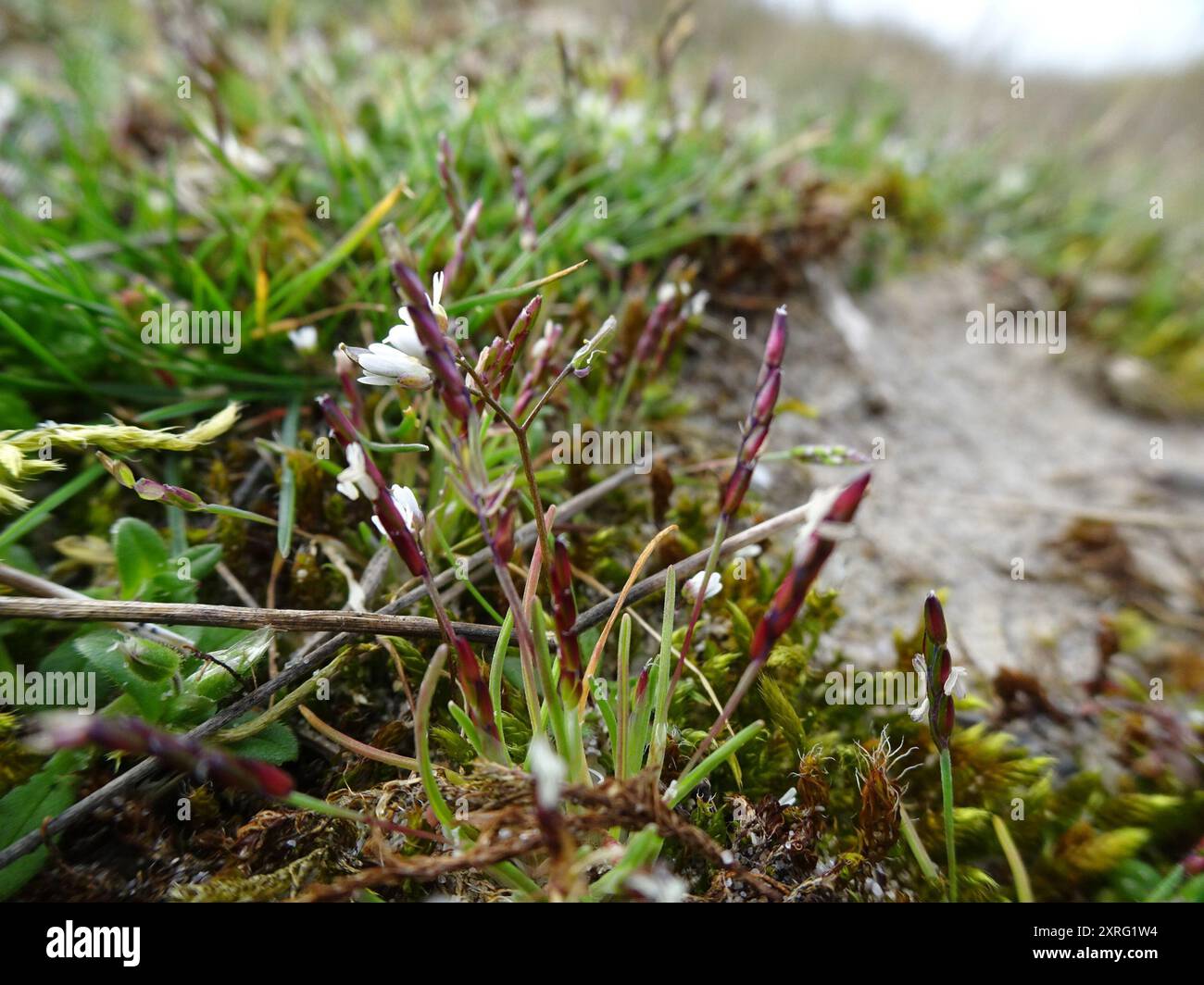 Early Sand-grass (Mibora minima) Plantae Stock Photo - Alamy