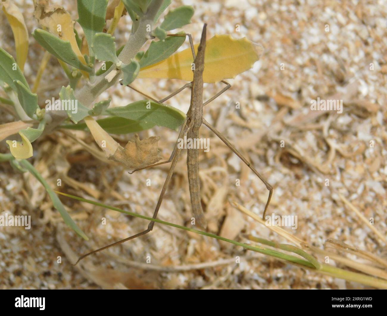 Neotropical Stick Grasshoppers (Proscopiidae) Insecta Stock Photo - Alamy