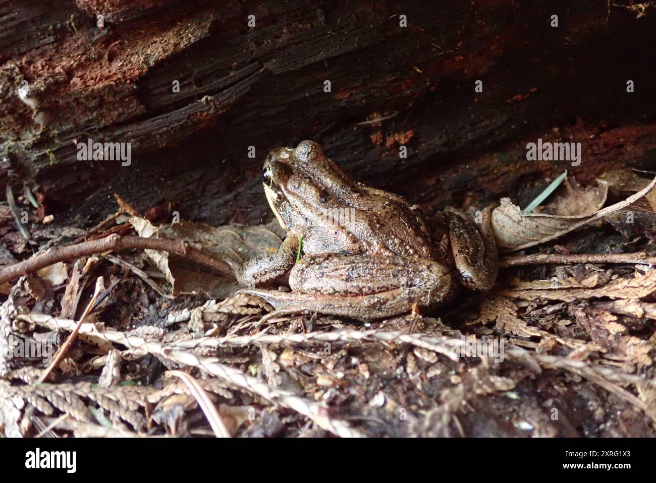 Northern Red-legged Frog (Rana aurora) Amphibia Stock Photo - Alamy