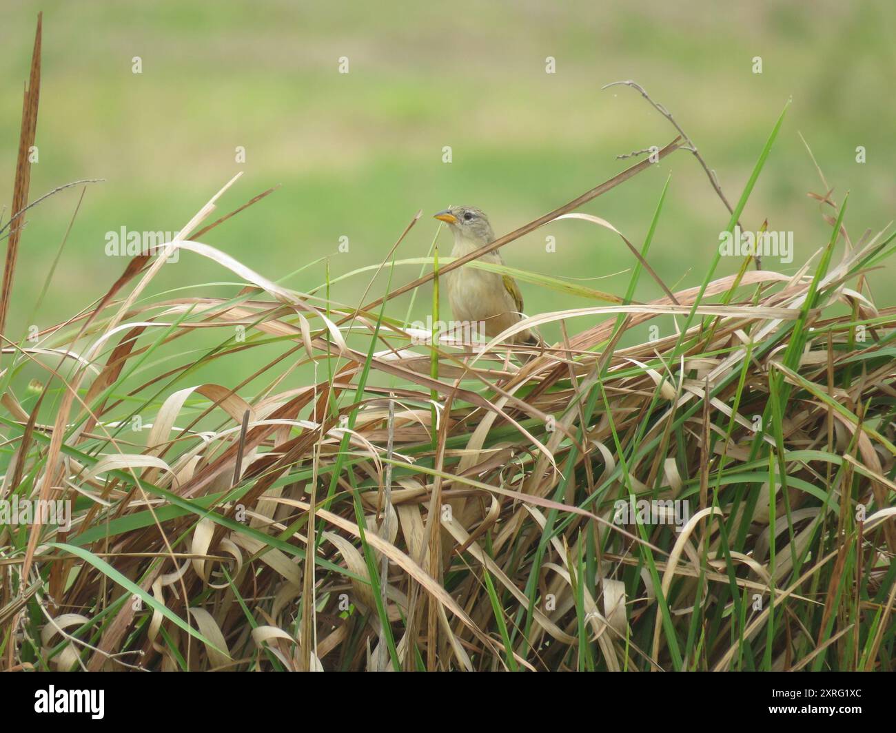 Wedge-tailed Grass-Finch (Emberizoides herbicola) Aves Stock Photo - Alamy