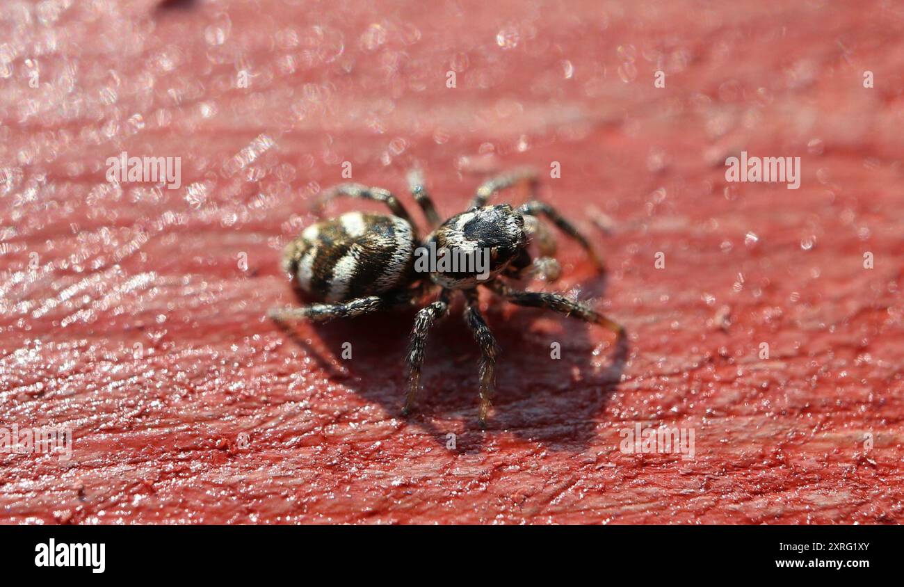 Zebra Jumping Spider (Salticus scenicus) Arachnida Stock Photo - Alamy