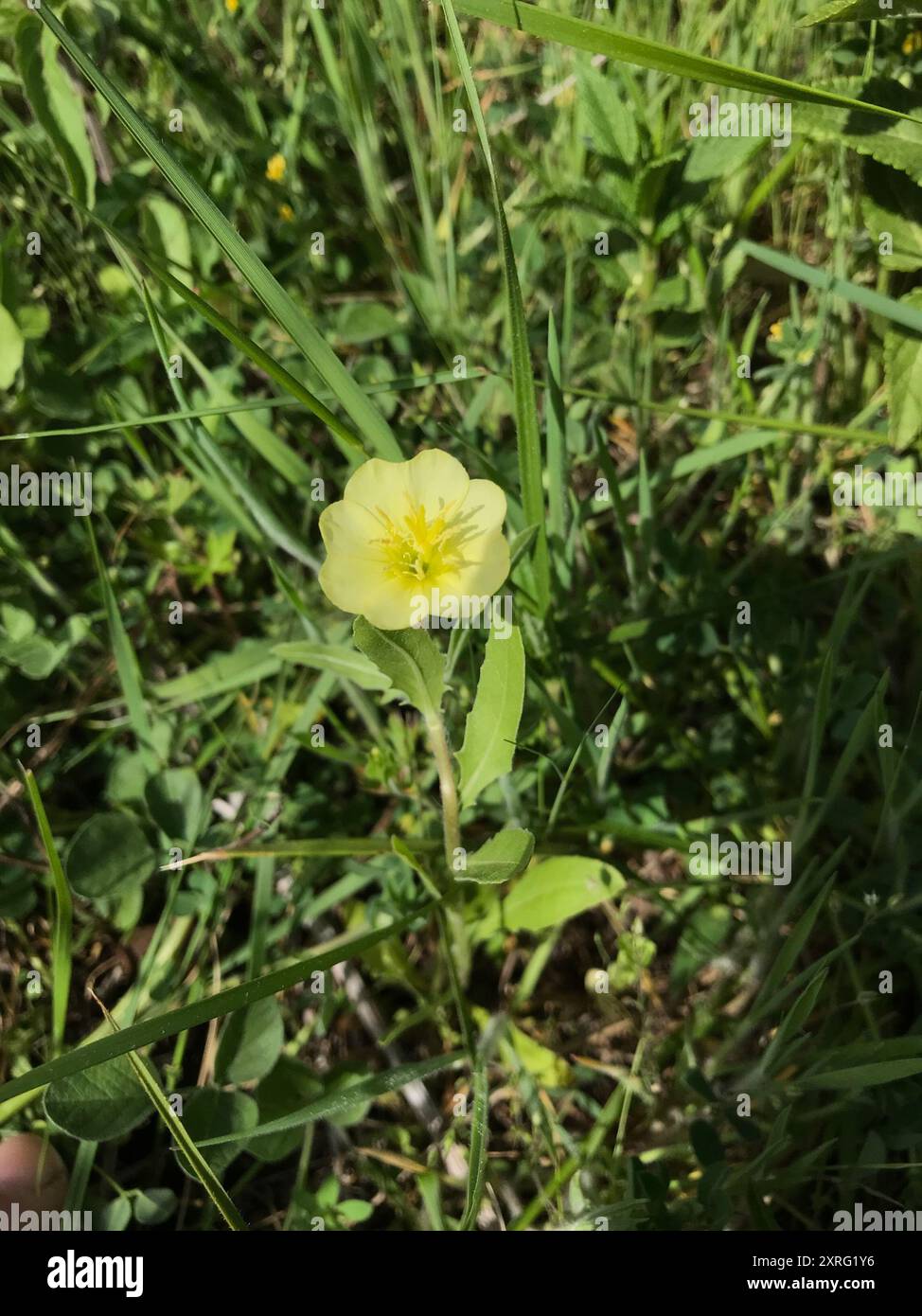 cutleaf evening primrose (Oenothera laciniata) Plantae Stock Photo - Alamy