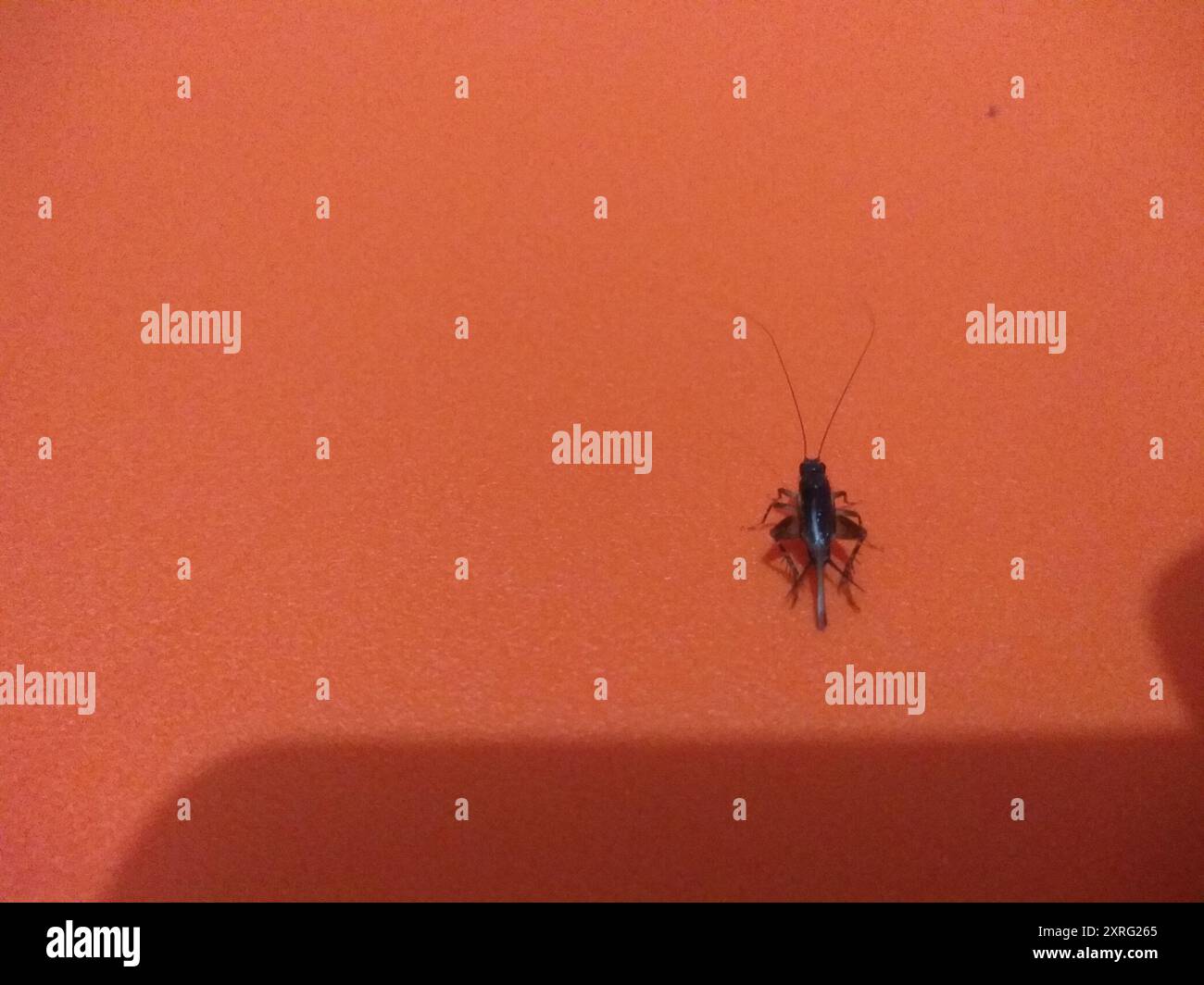 Trigs, Sword-tailed Crickets, and Ground Crickets (Trigonidiidae ...