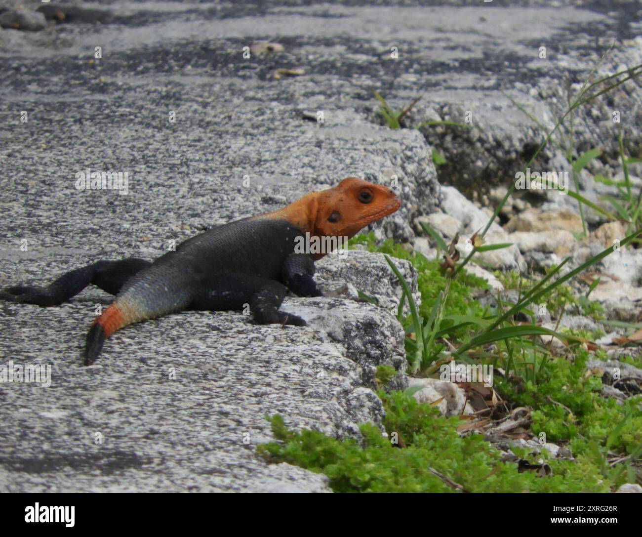 Peters's Rock Agama (Agama picticauda) Reptilia Stock Photo - Alamy