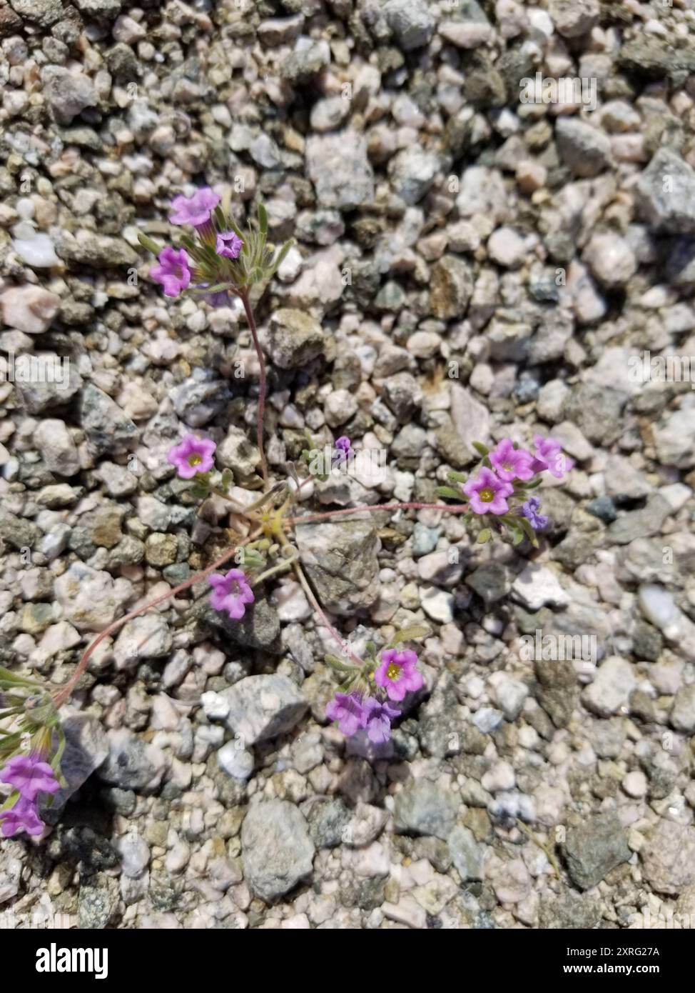 purple mat (Nama demissa) Plantae Stock Photo - Alamy