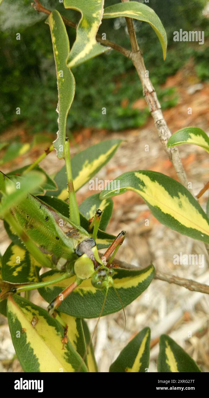32-spotted Katydid (Ephippitytha trigintiduoguttata) Insecta Stock ...