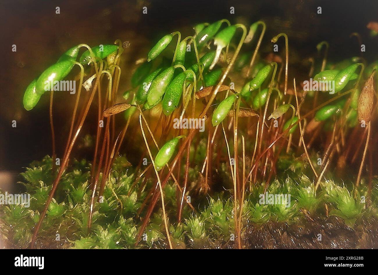 Capillary Thread-moss (Ptychostomum capillare) Plantae Stock Photo - Alamy
