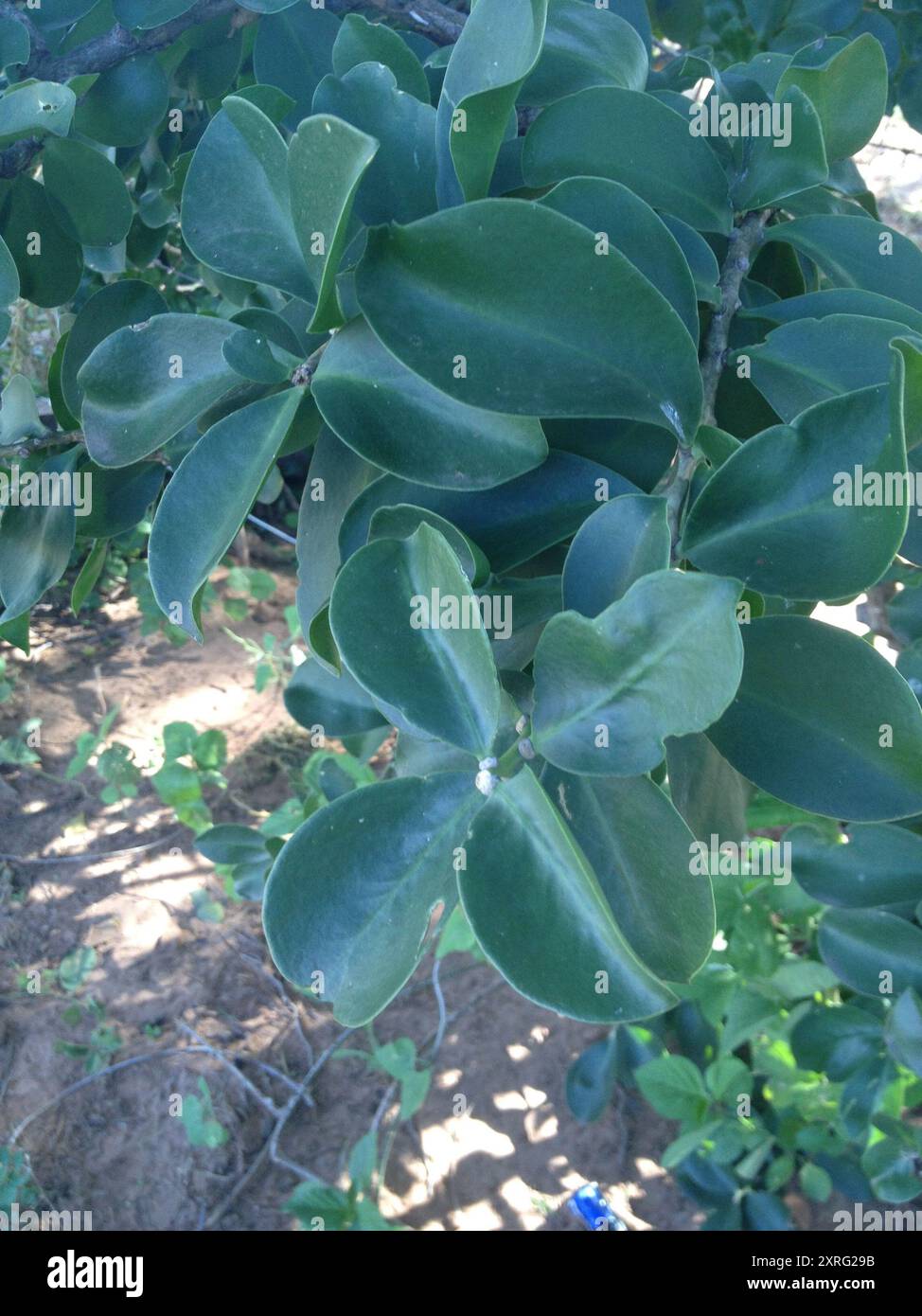 Sacharosa hi-res stock photography and images - Alamy