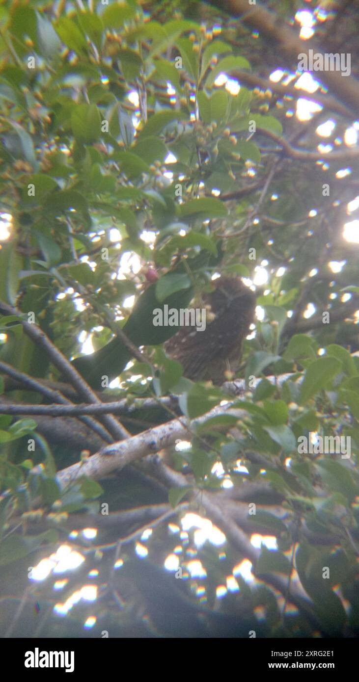 Southern Boobook (Ninox boobook) Aves Stock Photo - Alamy