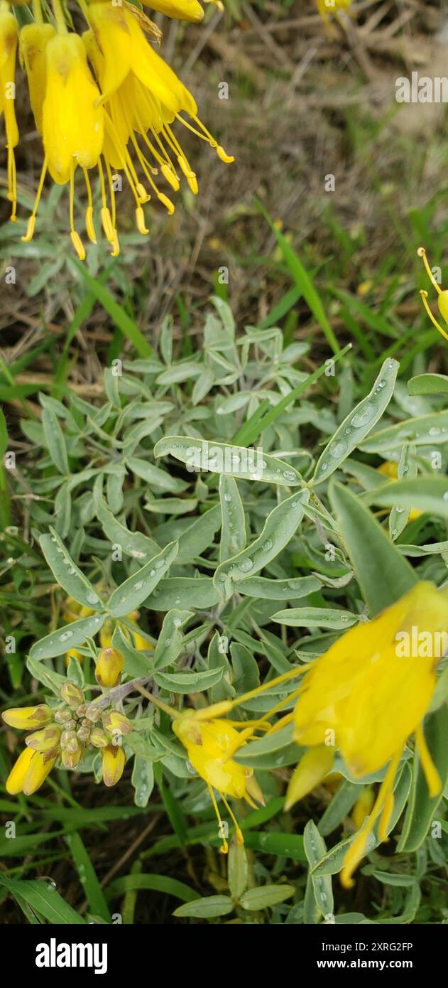 Bladderpod (Cleomella arborea) Plantae Stock Photo - Alamy