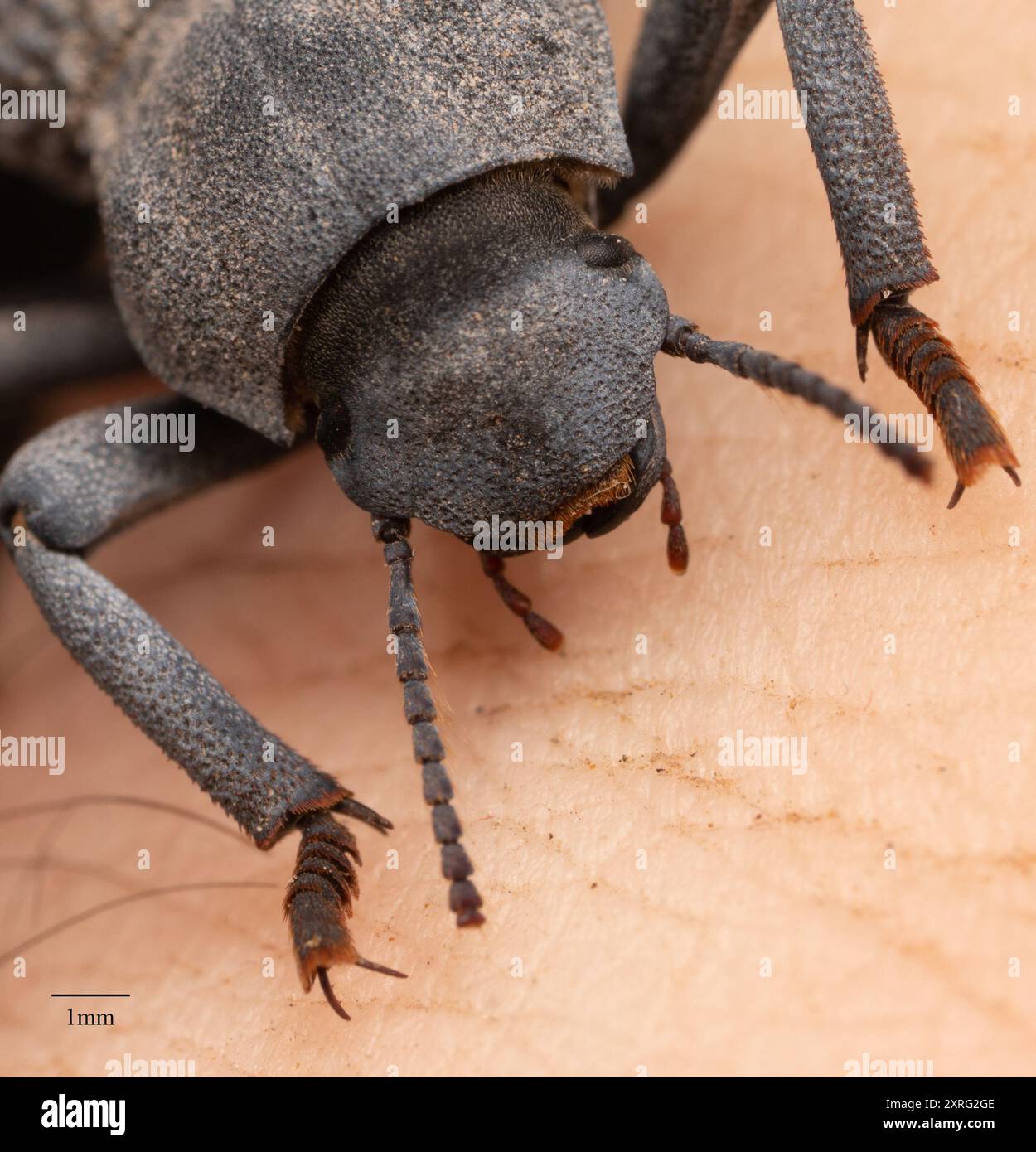 Desert ironclad beetle hi-res stock photography and images - Alamy