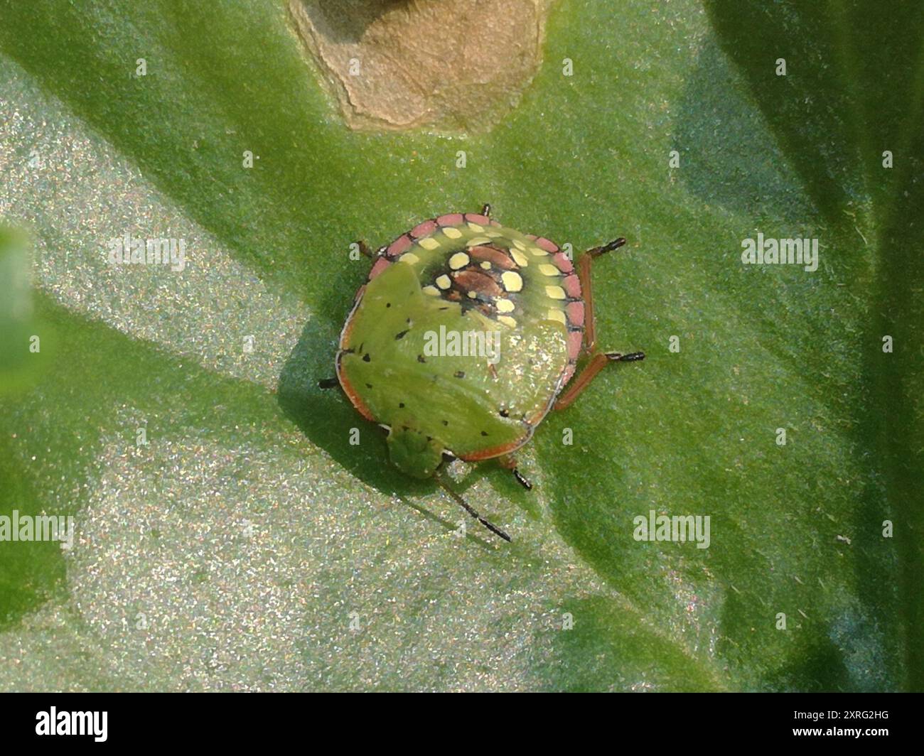 Southern Green Stink Bug (Nezara viridula) Insecta Stock Photo - Alamy