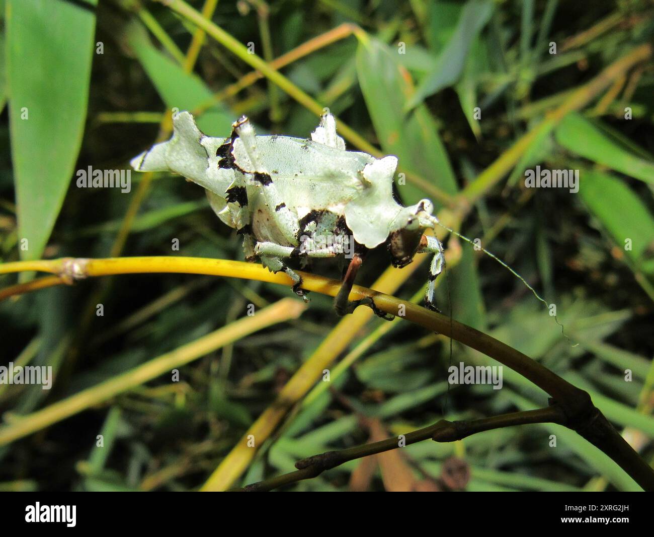 (Lichenomorphus carlosmendesi) Insecta Stock Photo - Alamy