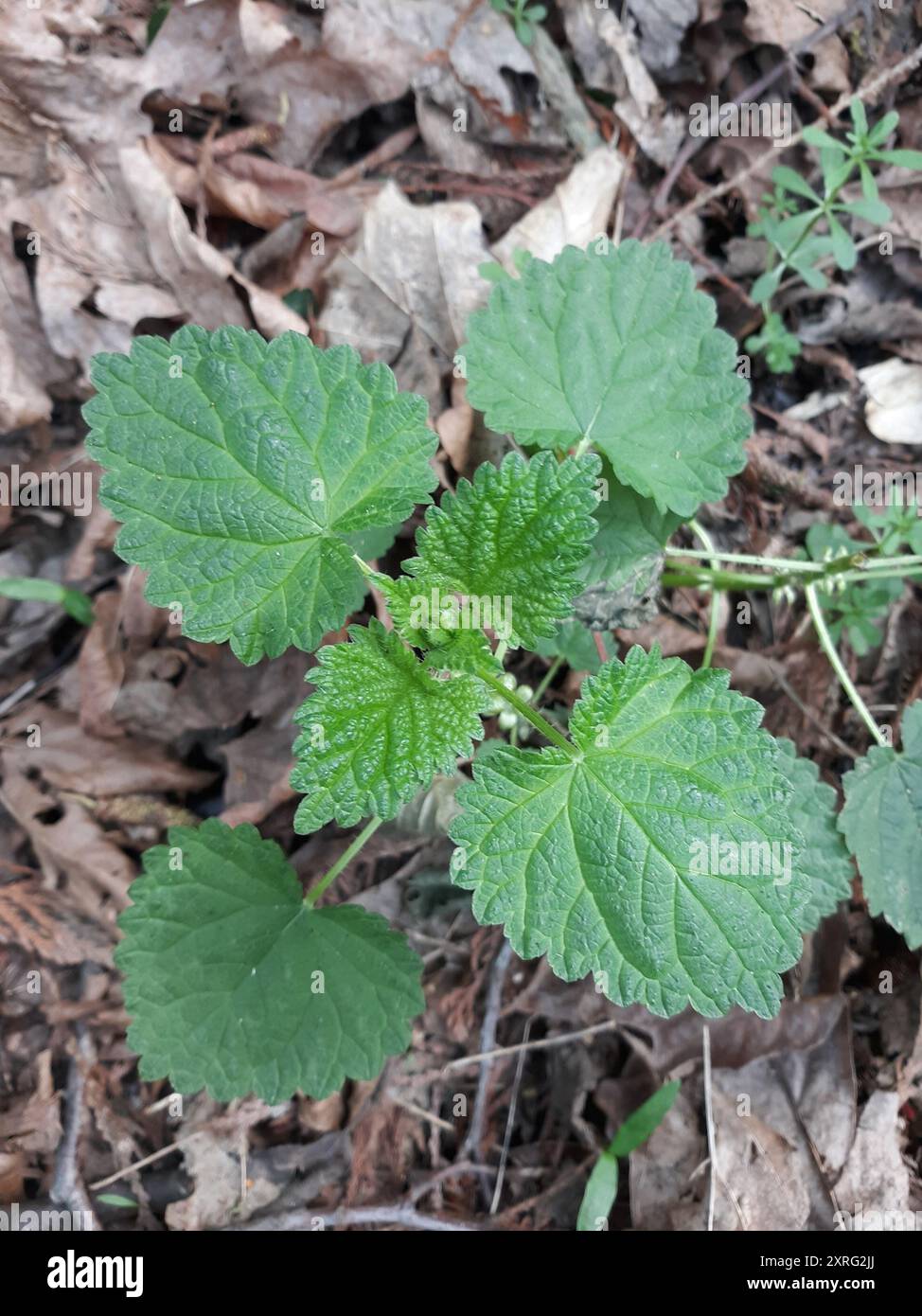 American stinging nettle (Urtica gracilis gracilis) Plantae Stock Photo ...