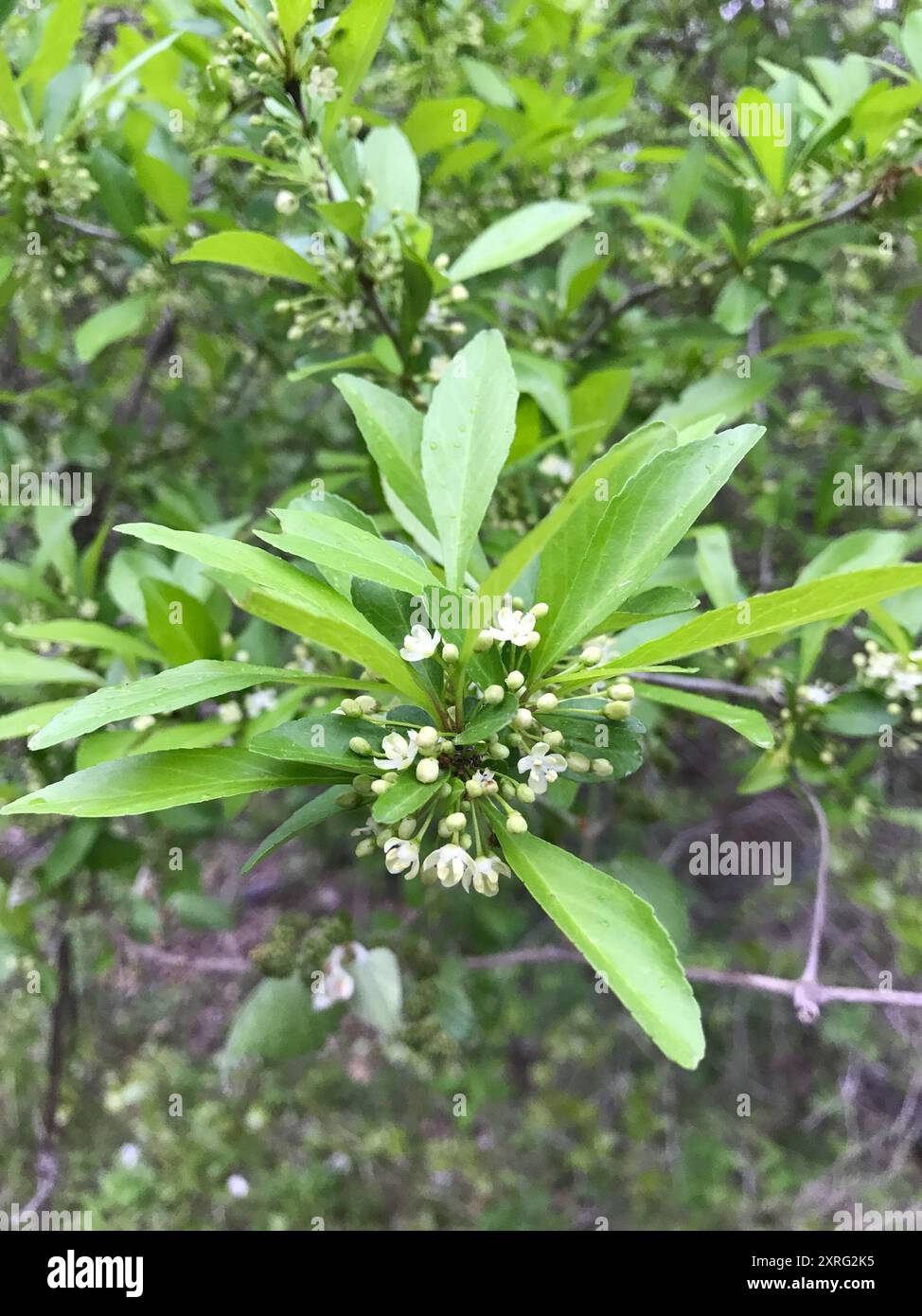 possumhaw (Ilex decidua) Plantae Stock Photo - Alamy