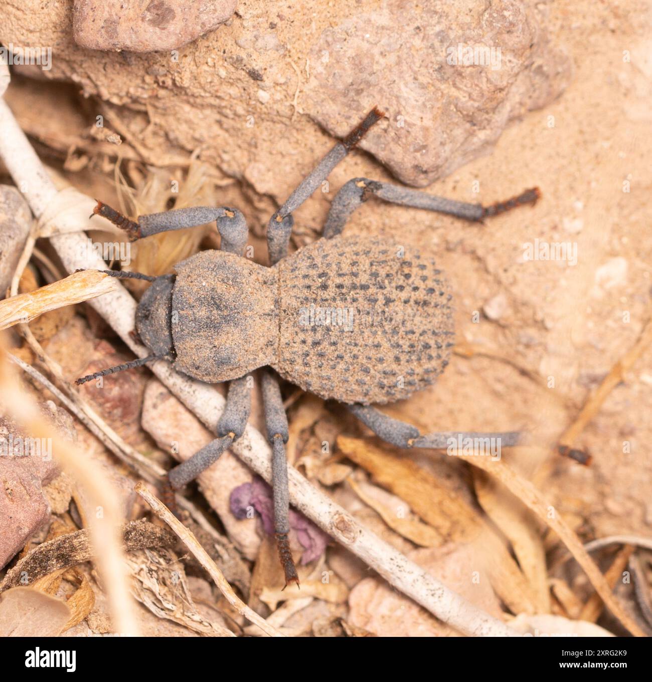 Ironclad beetle hi-res stock photography and images - Alamy