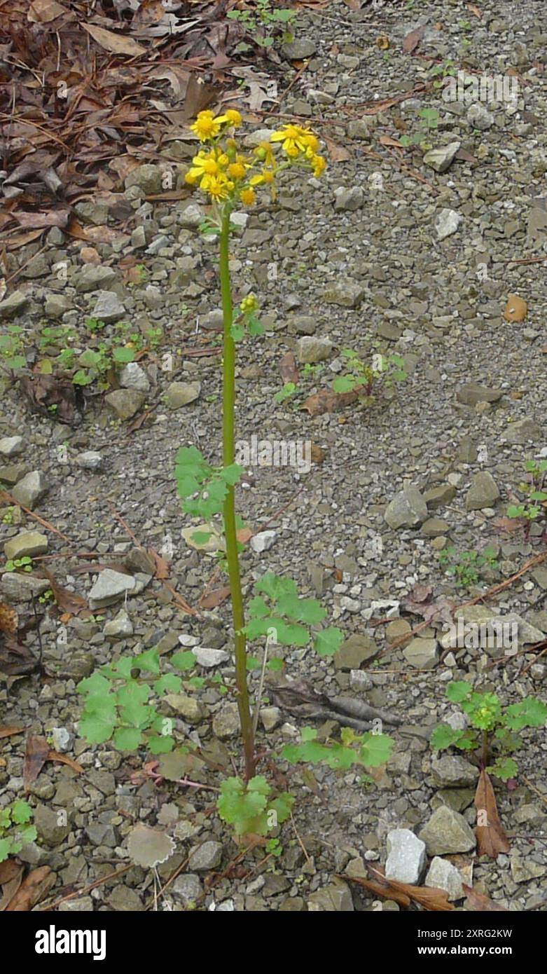 Butterweed (Packera glabella) Plantae Stock Photo - Alamy