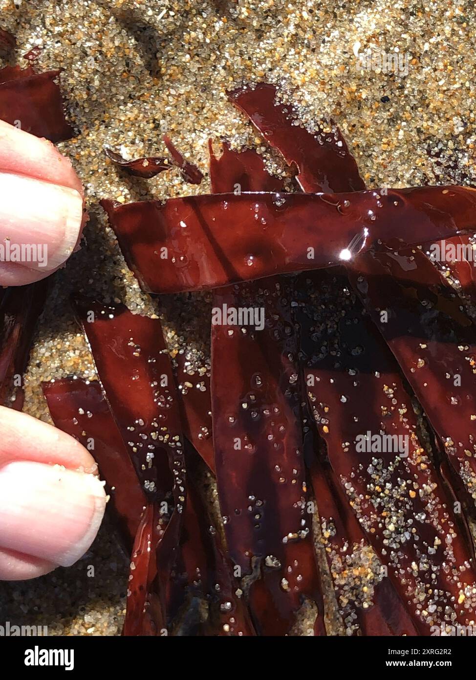 Bleach Weed (Prionitis sternbergii) Plantae Stock Photo - Alamy