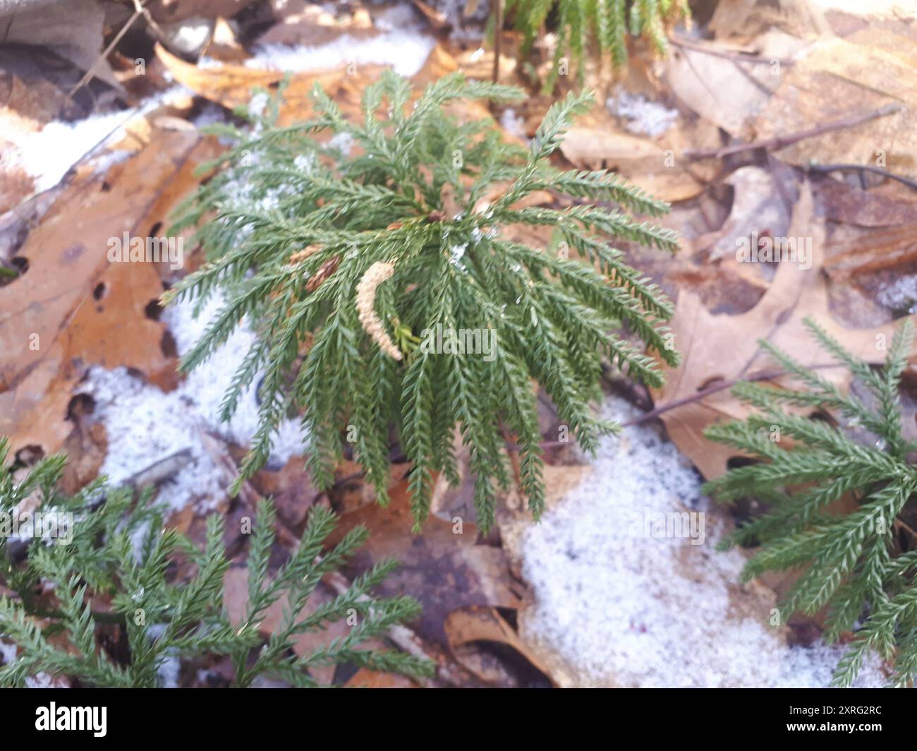 flat-branched tree-clubmoss (Dendrolycopodium obscurum) Plantae Stock ...
