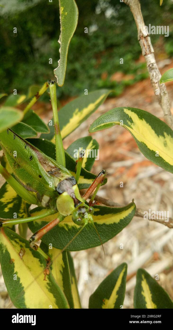 32 spotted katydid hi-res stock photography and images - Alamy