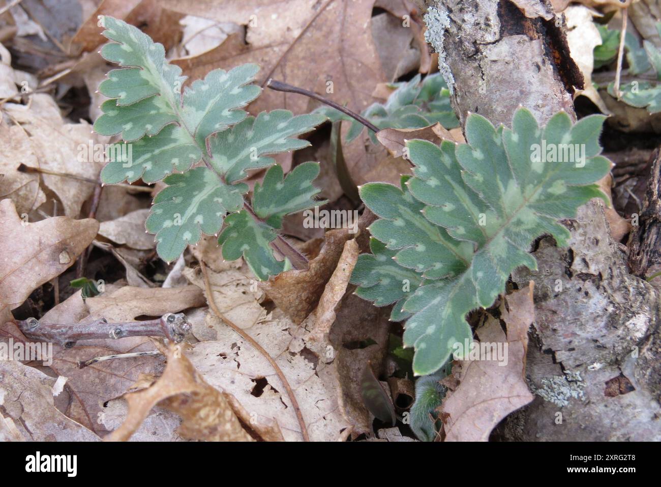 Large-leaf water leaf (Hydrophyllum macrophyllum) Plantae Stock Photo ...