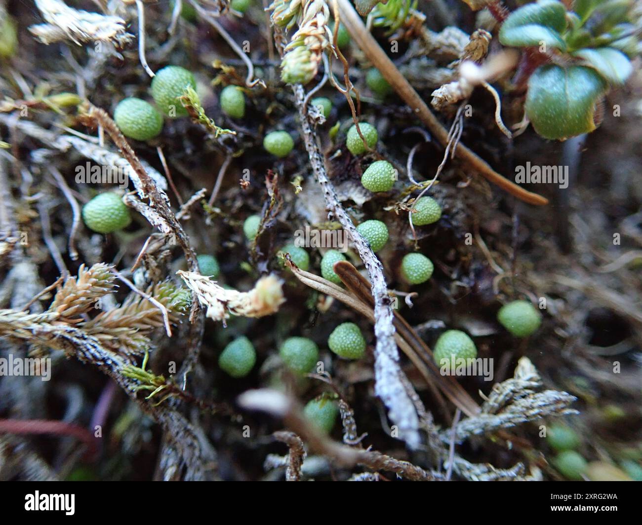 Thin Starwort (Mannia gracilis) Plantae Stock Photo - Alamy