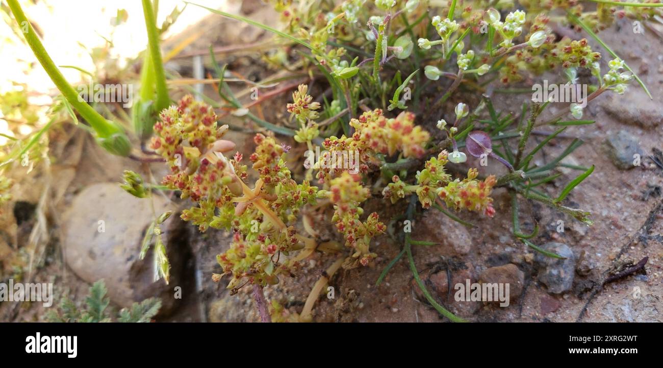 sand pygmyweed (Crassula connata) Plantae Stock Photo - Alamy