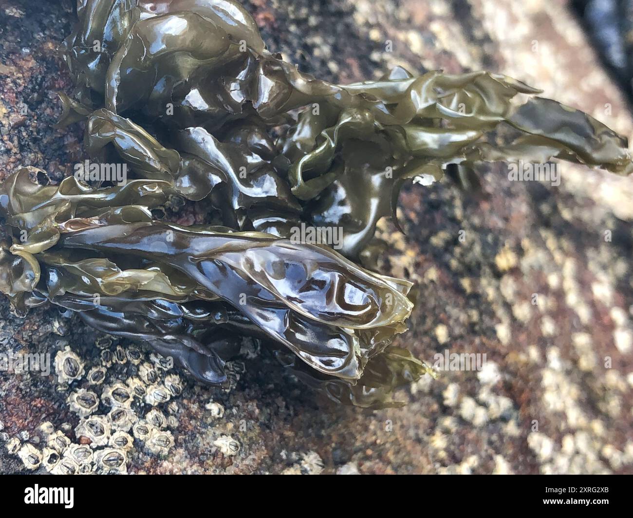 Pyropia hi-res stock photography and images - Alamy