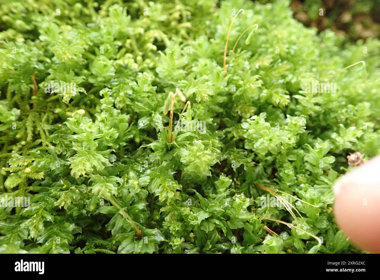 magnificent leafy moss (Plagiomnium venustum) Plantae Stock Photo - Alamy
