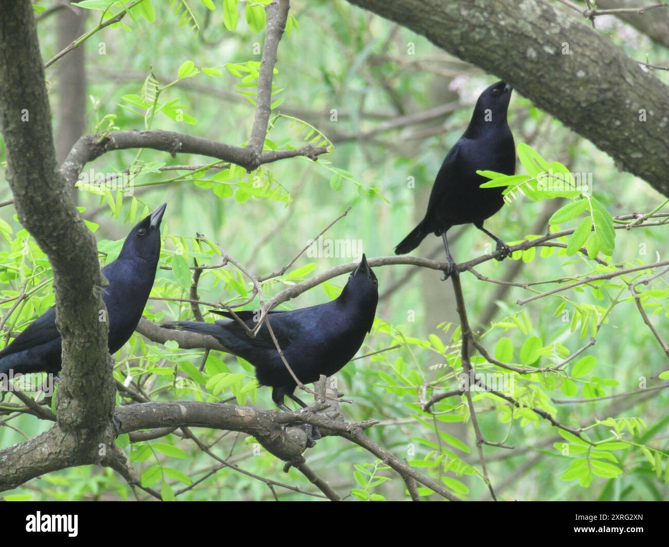 Shiny Cowbird (Molothrus bonariensis) Aves Stock Photo - Alamy