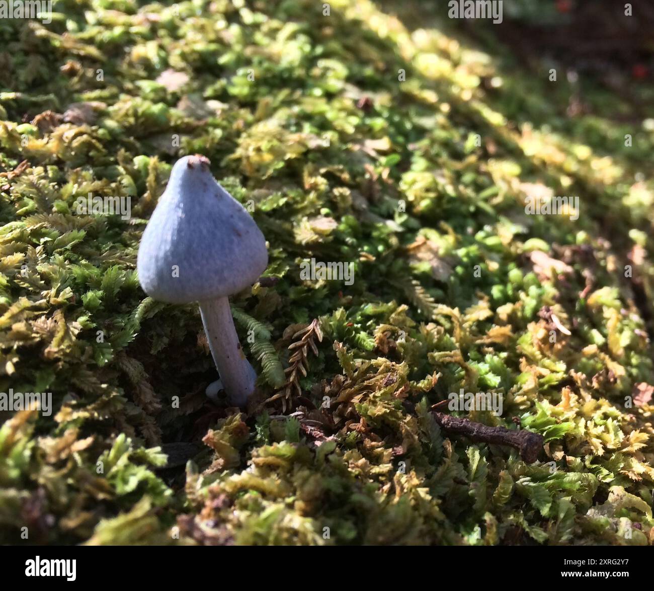 blue pinkgill (Entoloma hochstetteri) Fungi Stock Photo - Alamy