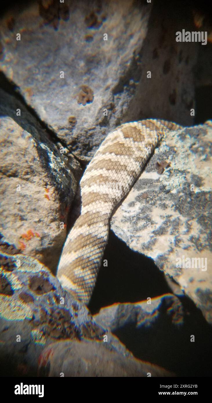 Northern Pacific Rattlesnake (Crotalus oreganus oreganus) Reptilia ...