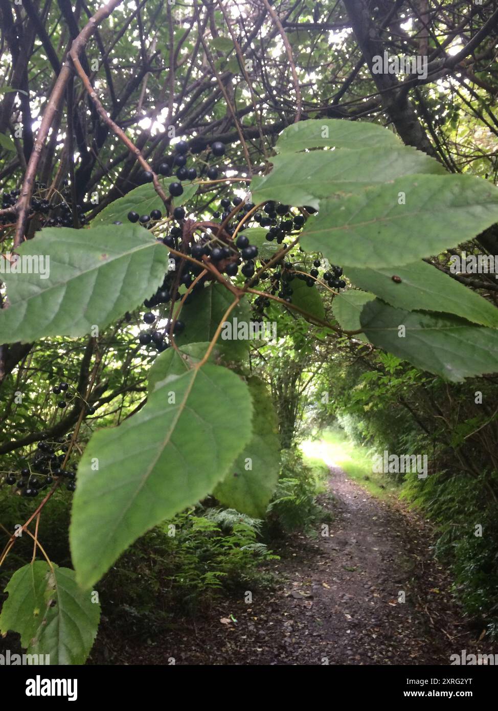 Wineberry (Aristotelia serrata) Plantae Stock Photo - Alamy