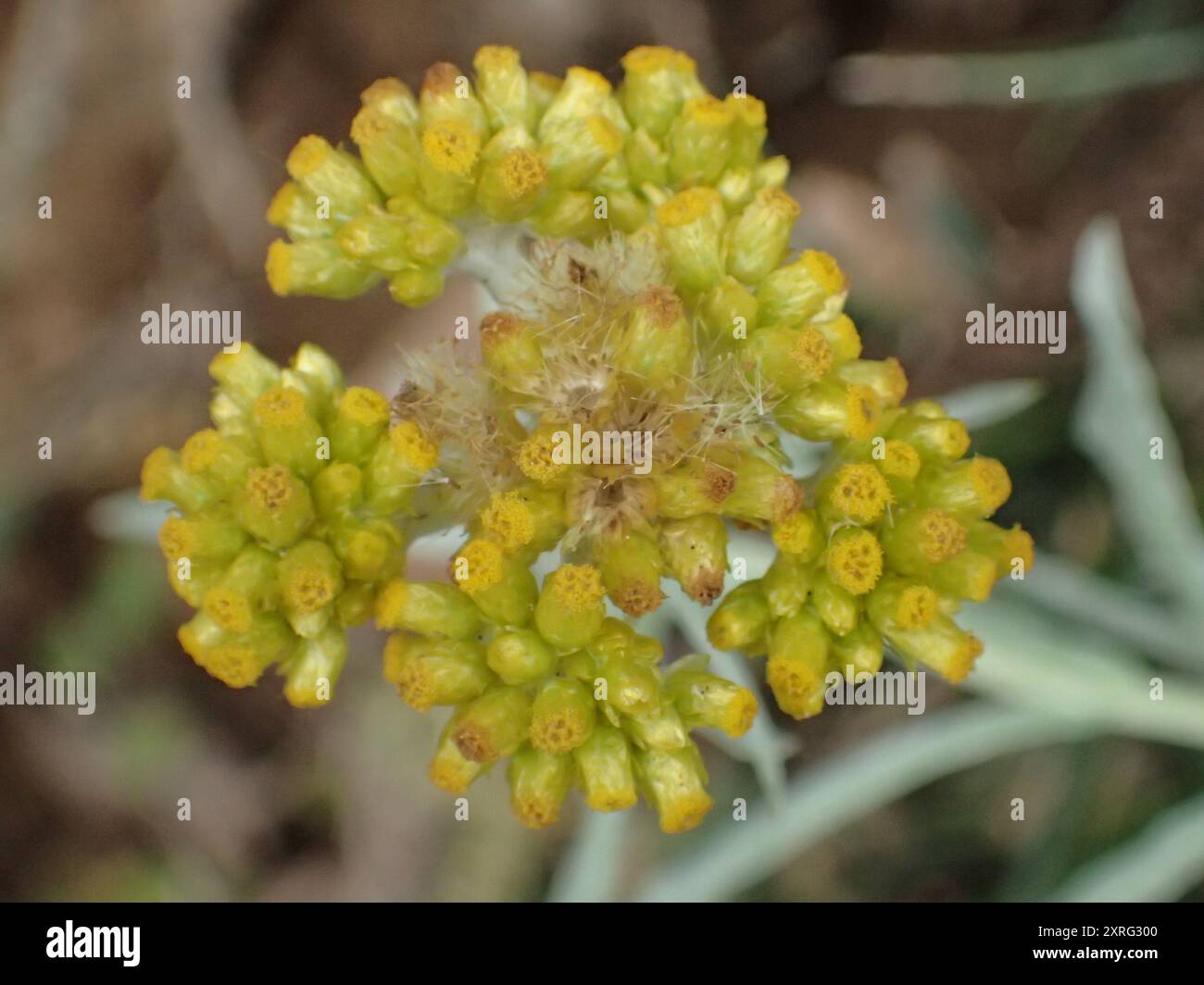 Cotton Weed (Pseudognaphalium affine) Plantae Stock Photo - Alamy