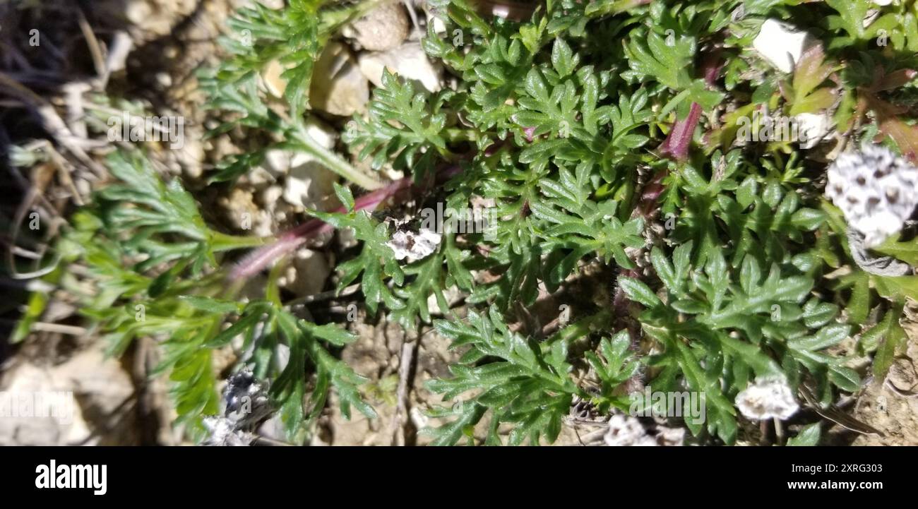 flathead rabbit tobacco (Diaperia prolifera prolifera) Plantae Stock ...