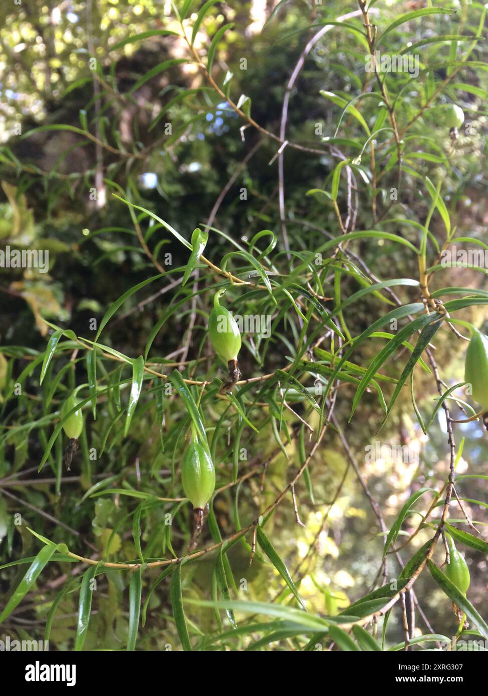 Dendrobium cunninghamii dendrobium cunninghamii hi-res stock ...