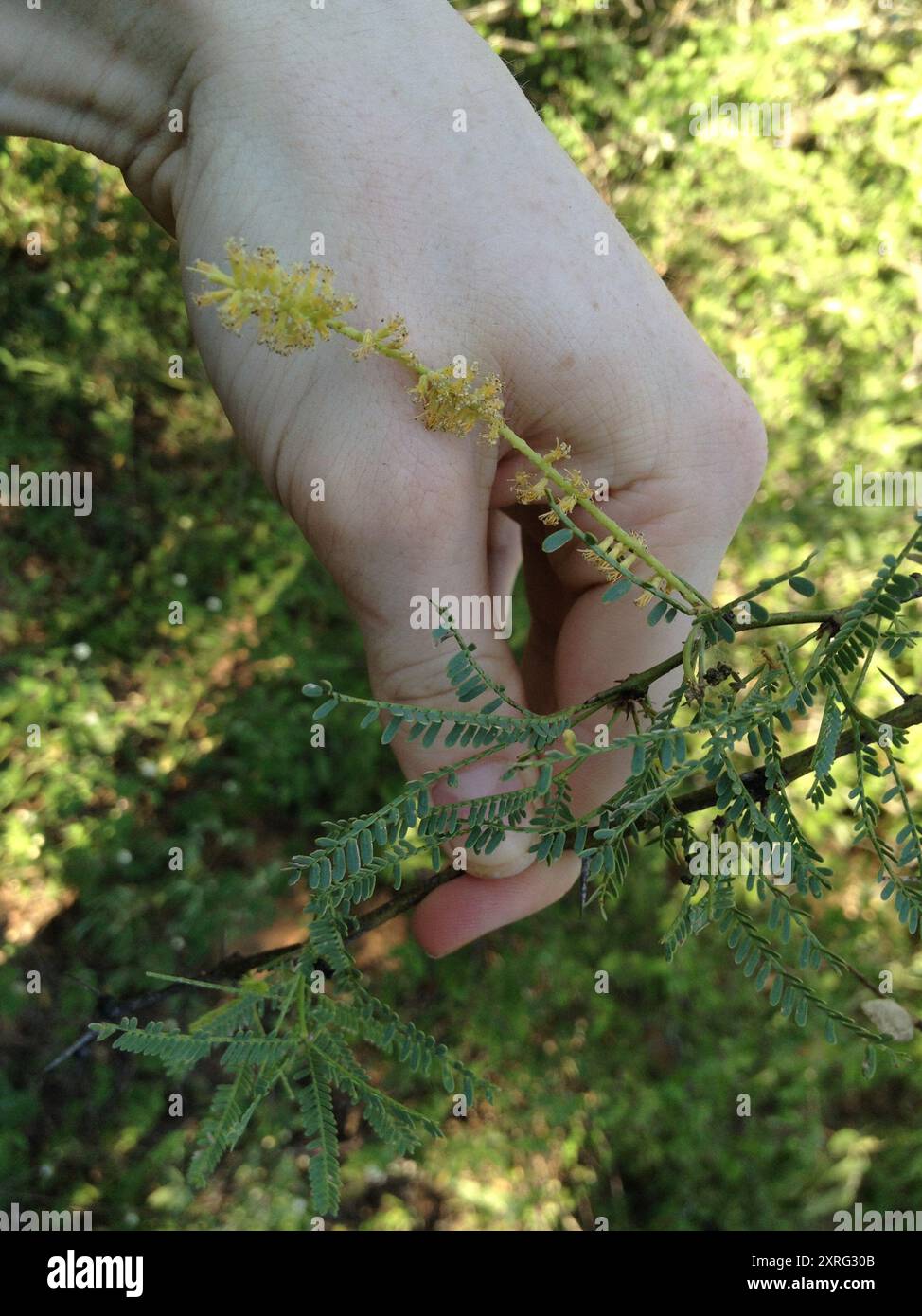 mesquites (Neltuma) Plantae Stock Photo - Alamy