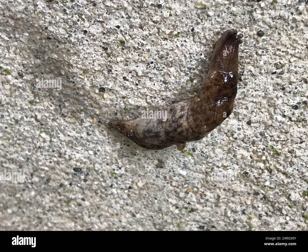 Smooth Land Slugs (Deroceras) Mollusca Stock Photo - Alamy