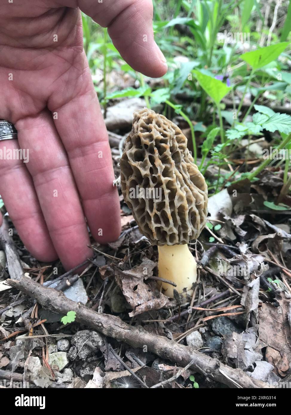 white morel (Morchella americana) Fungi Stock Photo - Alamy