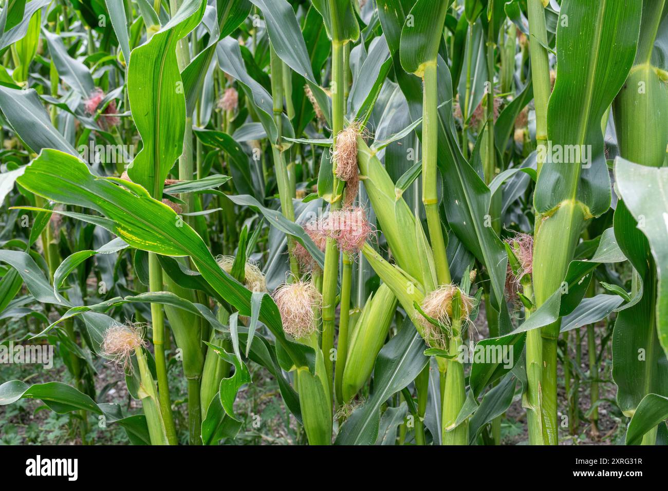 Maize also called corn (Zea mays) growing in a field in Hampshire ...