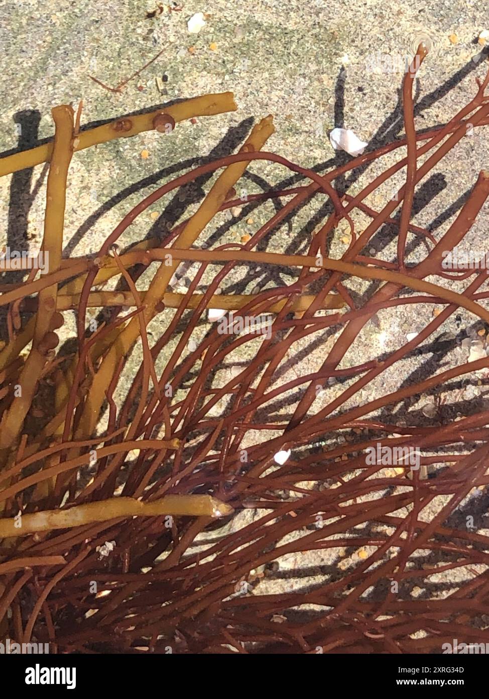 red algae (Rhodophyta) Plantae Stock Photo - Alamy