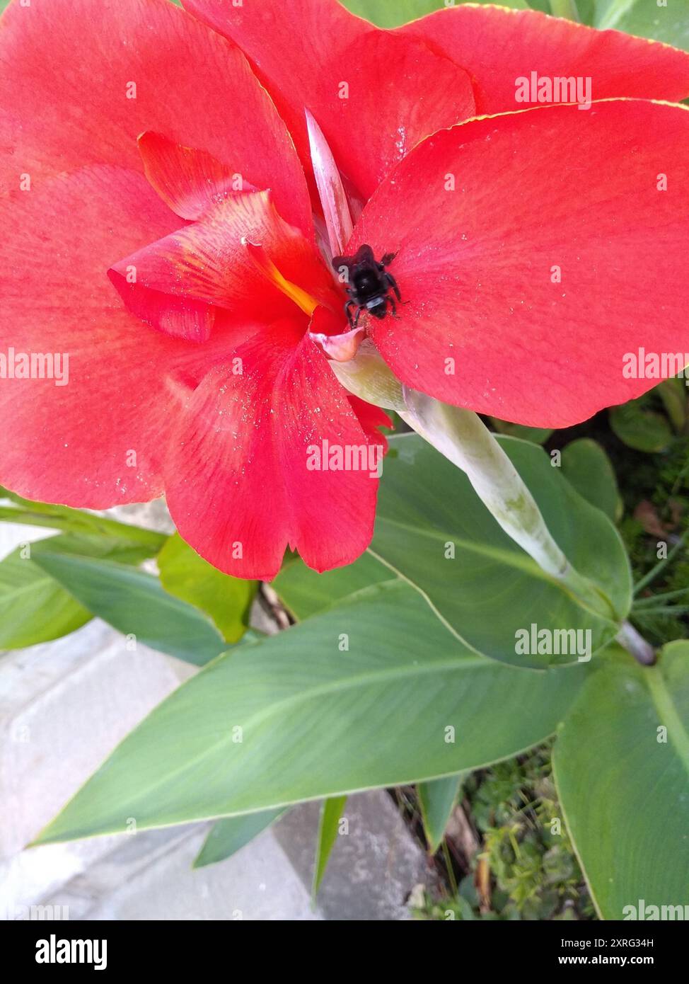 Bombus morio hi-res stock photography and images - Alamy