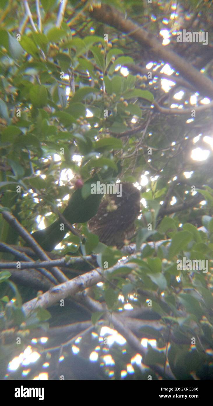 Southern Boobook (Ninox boobook) Aves Stock Photo - Alamy