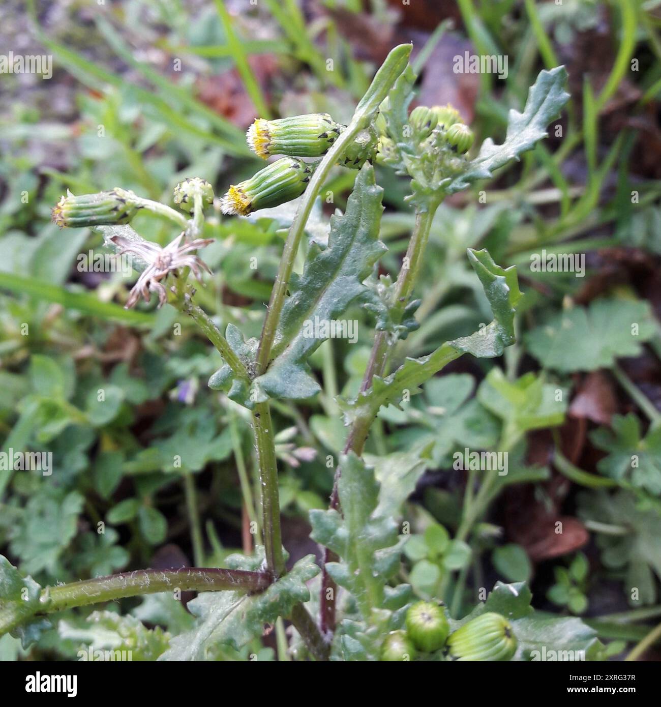 common groundsel (Senecio vulgaris) Plantae Stock Photo - Alamy