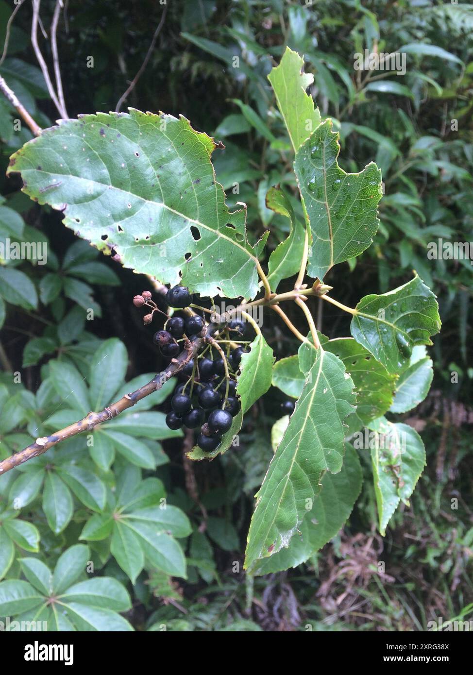 Wineberry (Aristotelia serrata) Plantae Stock Photo - Alamy