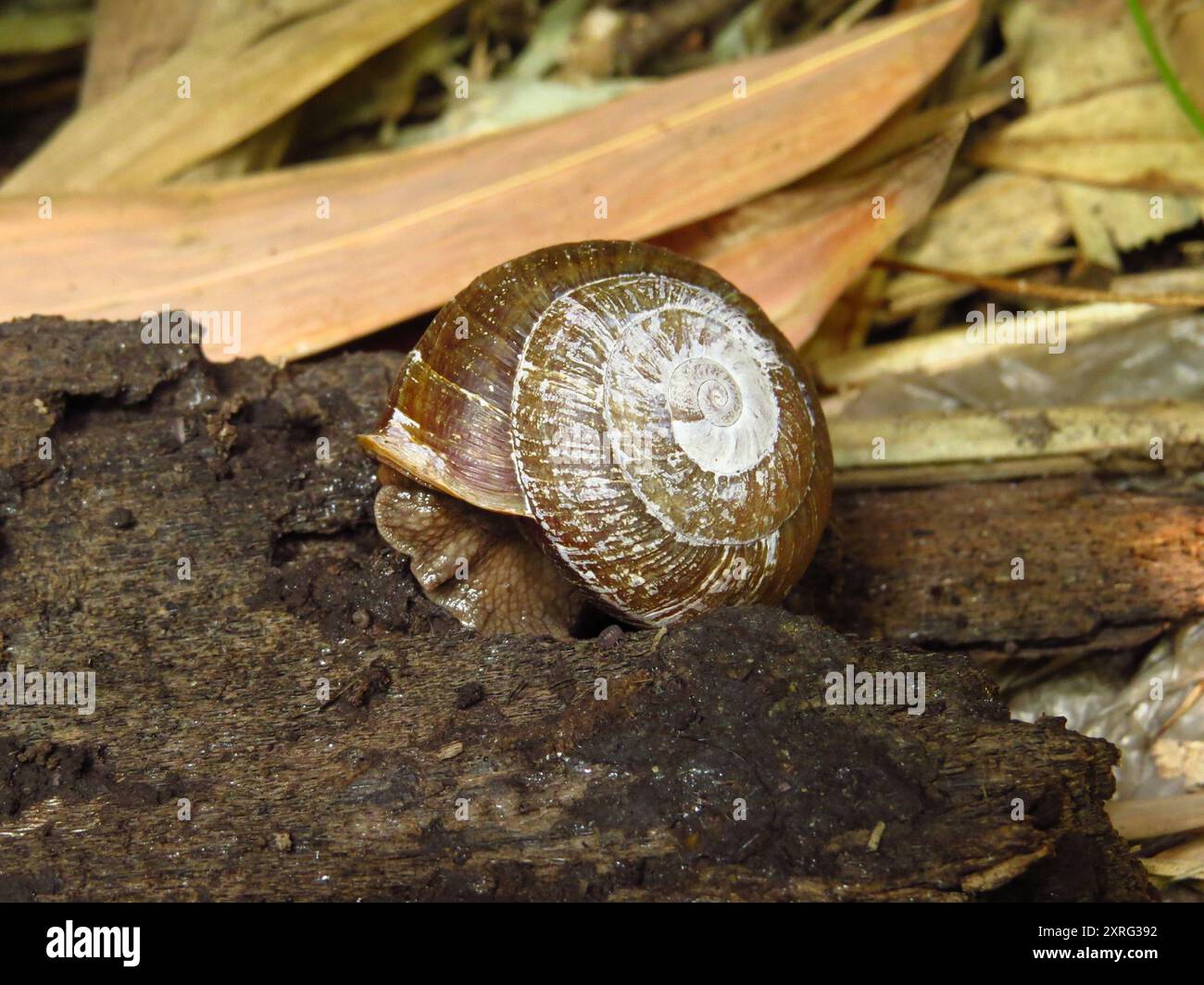 Scarred Camaena (Camaena cicatricosa) Mollusca Stock Photo - Alamy