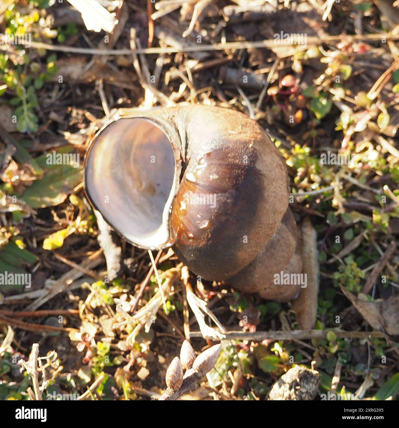 Cipangopaludina chinensis hi-res stock photography and images - Alamy