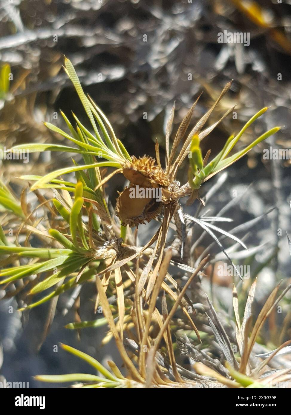prickle lily (Acanthocarpus preissii) Plantae Stock Photo - Alamy