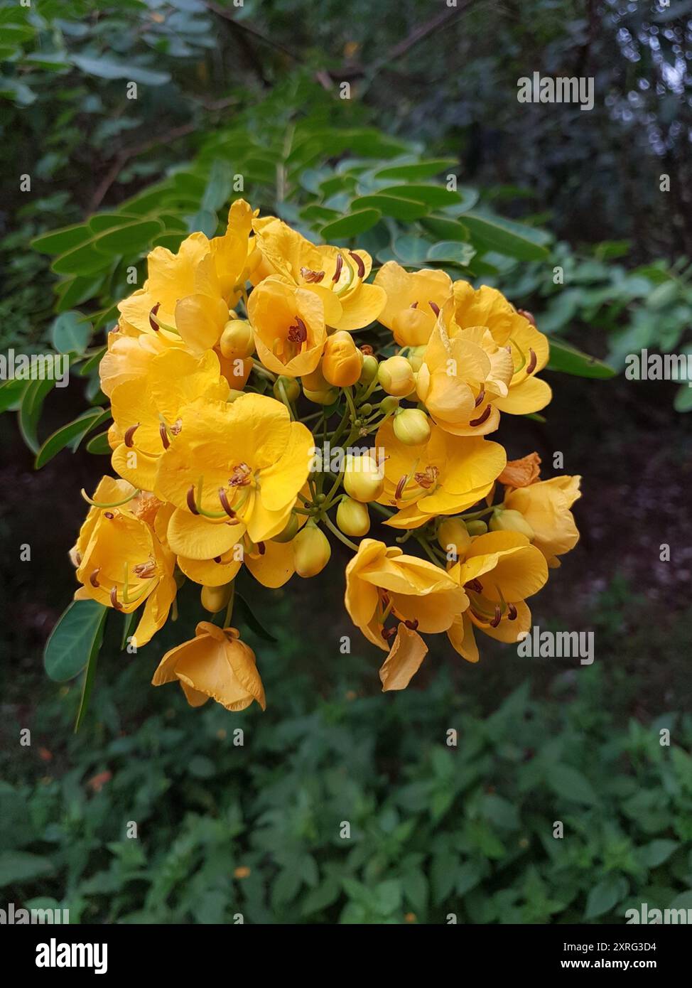 Christmas Senna (Senna pendula) Plantae Stock Photo - Alamy
