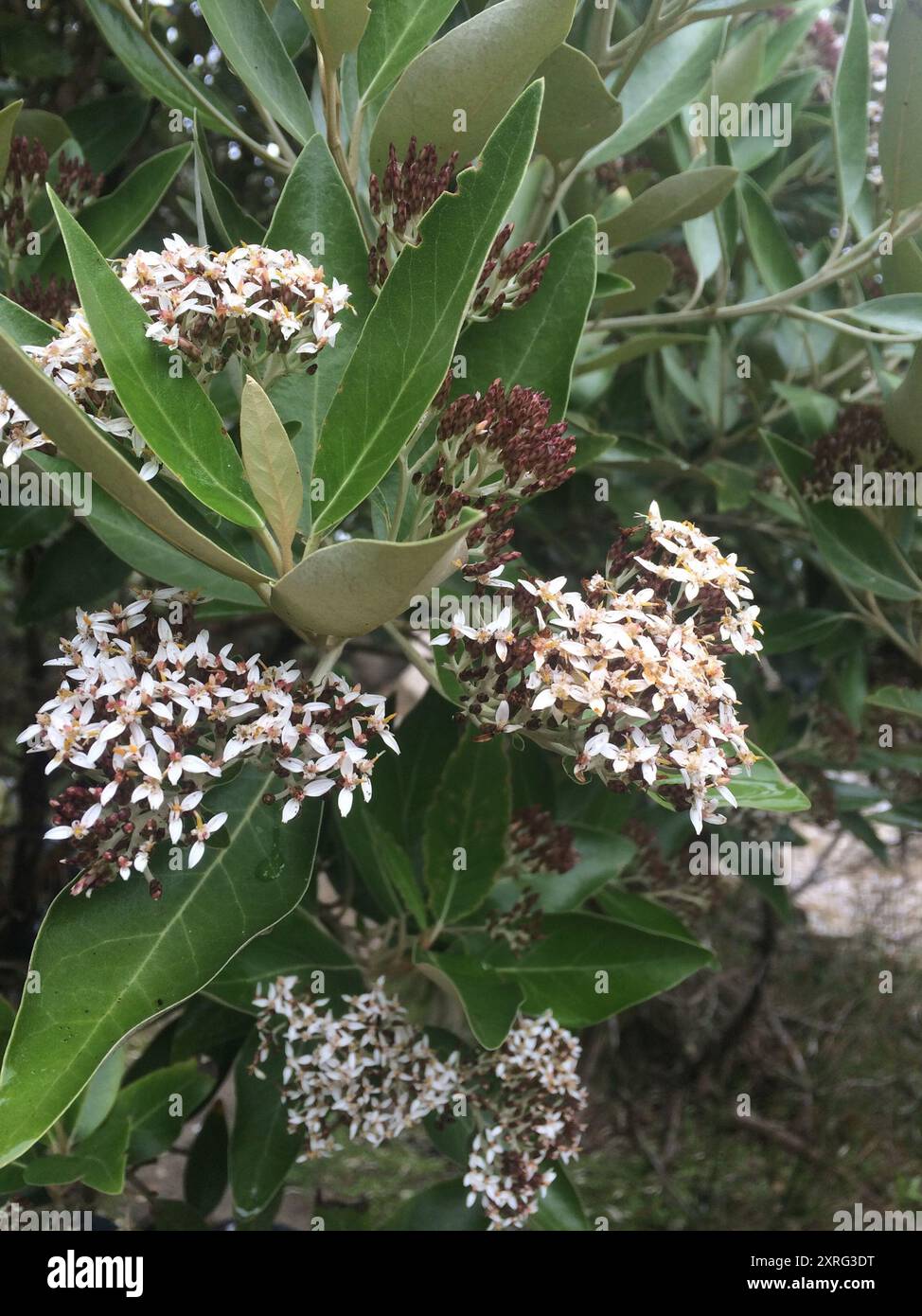 mangrove-leaved daisy-bush (Olearia avicenniifolia) Plantae Stock Photo ...